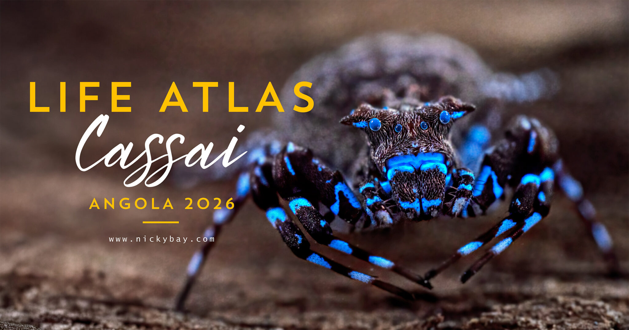 Cassai Life Atlas: Angola 2026 - Macro Photography by Nicky Bay